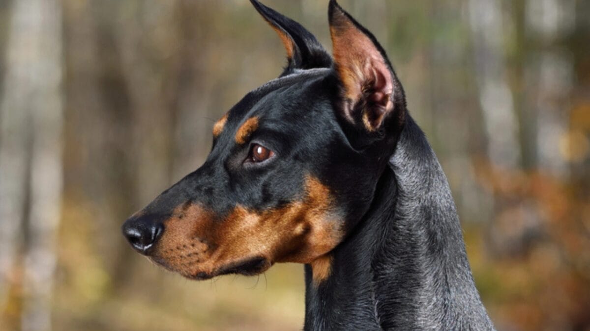 Most People Know Doberman Pinschers, But Here are 10 Things to Know ...