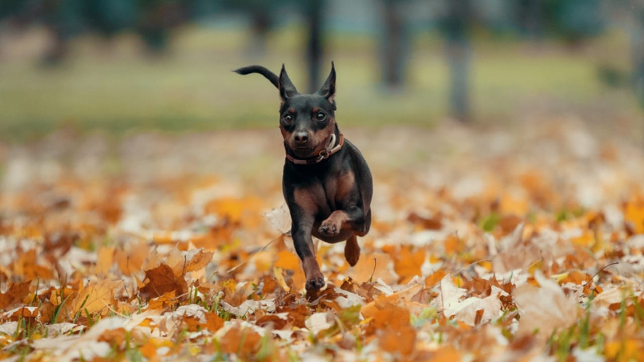 Most People Know Doberman Pinschers, But Here are 10 Things to Know ...
