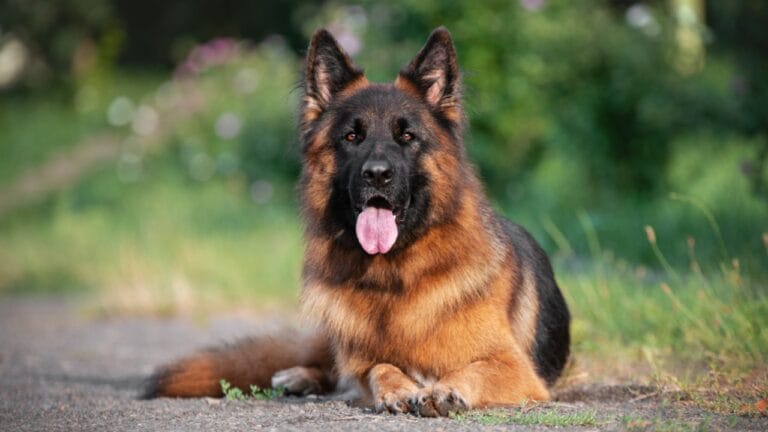 18 Fiercely Loyal Dog Breeds That are Natural Protectors