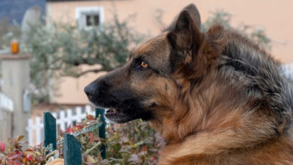 18 Things Your German Shepherd's Body Language Tells You