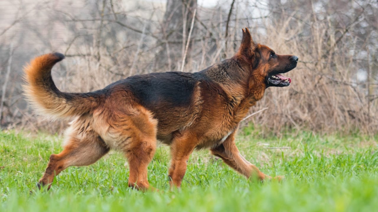 18 Things Your German Shepherd's Body Language Tells You