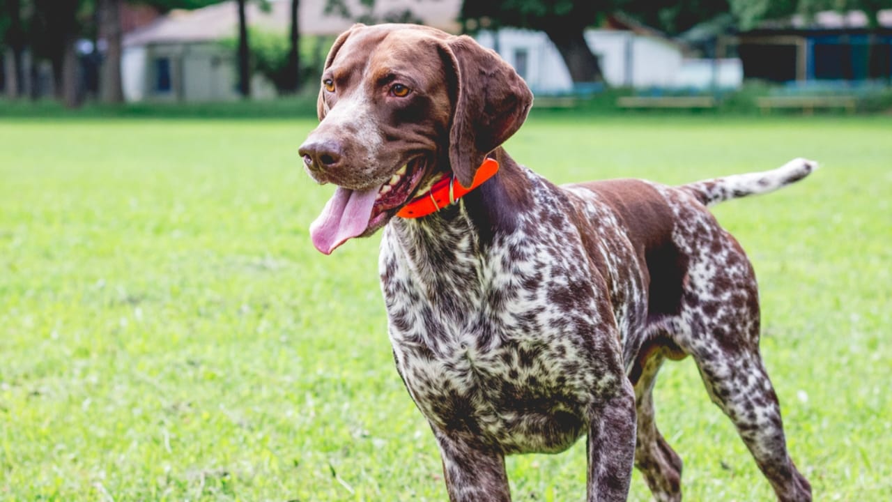 11 German Dog Breeds & The Study That Changed Everything