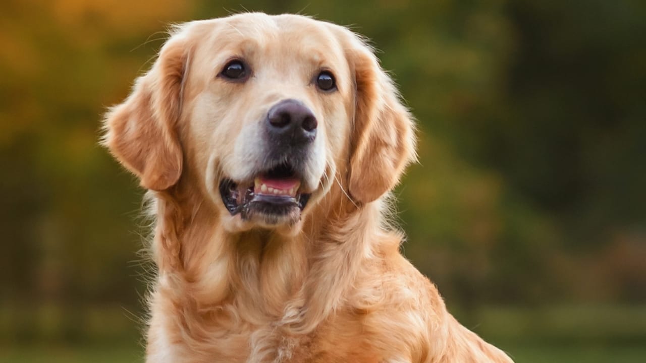 15 Best Bird Dog Breeds for the Avid Hunter