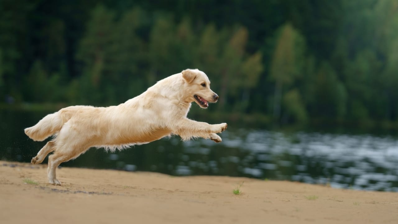 10 Things About Golden Retrievers Only Breed Insiders Know