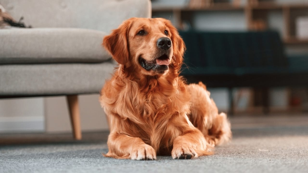 10 Things About Golden Retrievers Only Breed Insiders Know