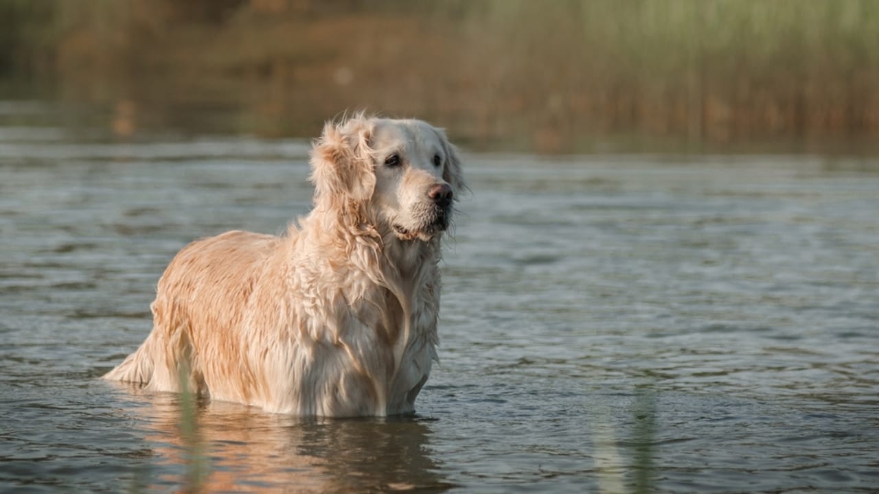 20 Dog Breeds Known for Their Unmatched Obedience