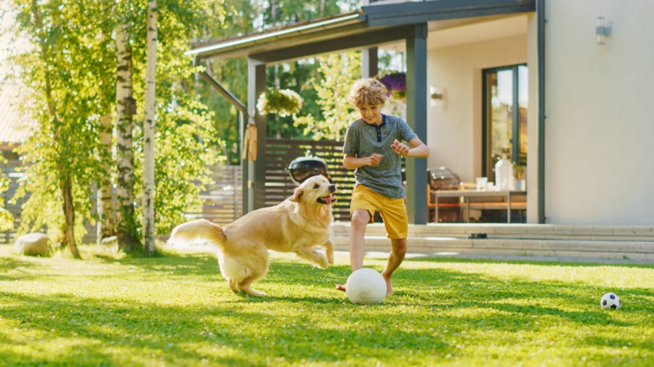 10 Things About Golden Retrievers Only Breed Insiders Know