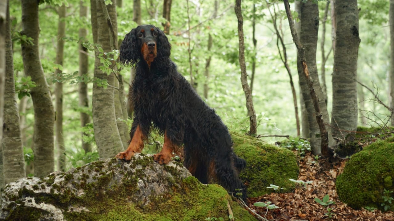 Meet the Gordon Setter: 10 Facts About the Breed Known for Its Royal ...