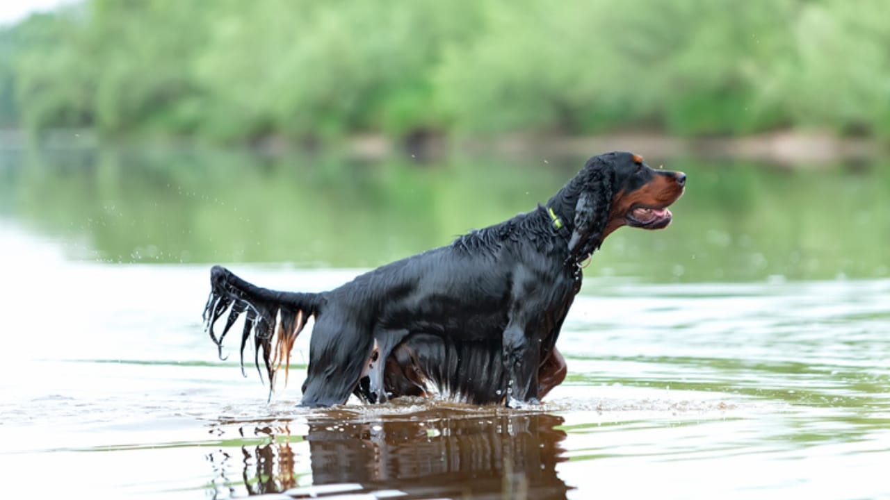 Meet the Gordon Setter: 10 Facts About the Breed Known for Its Royal ...