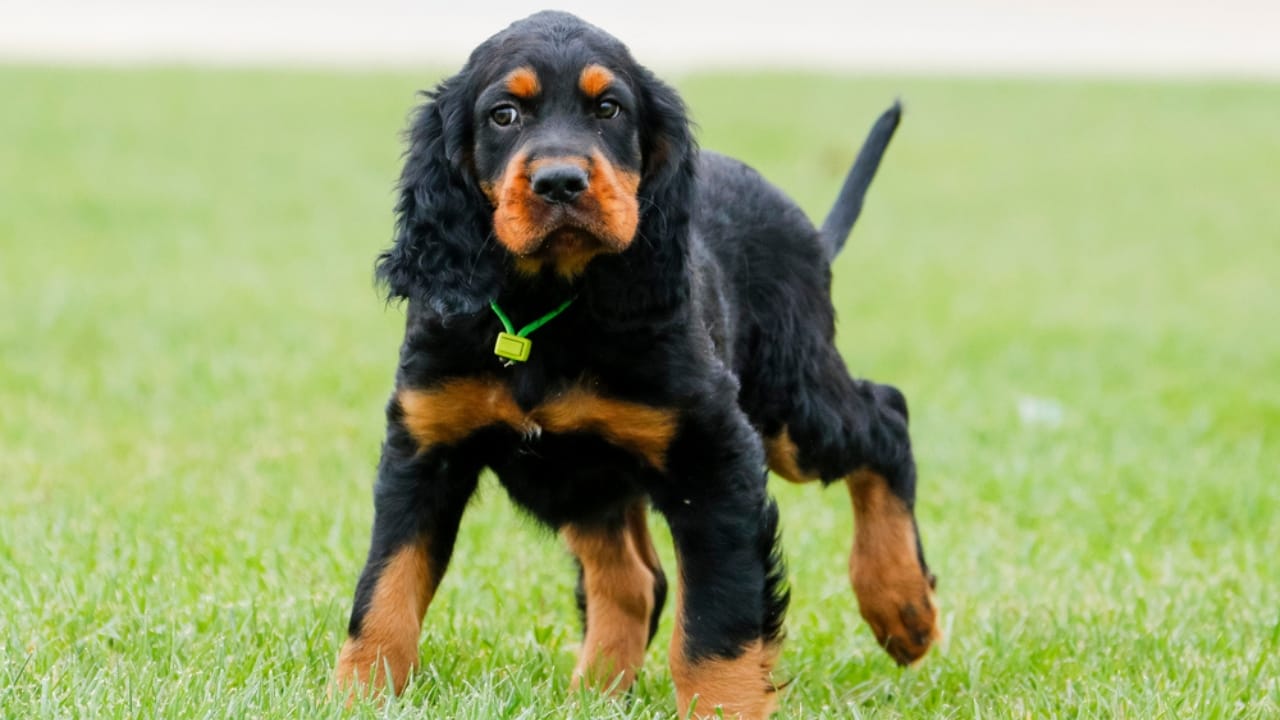 Meet the Gordon Setter: 10 Facts About the Breed Known for Its Royal ...