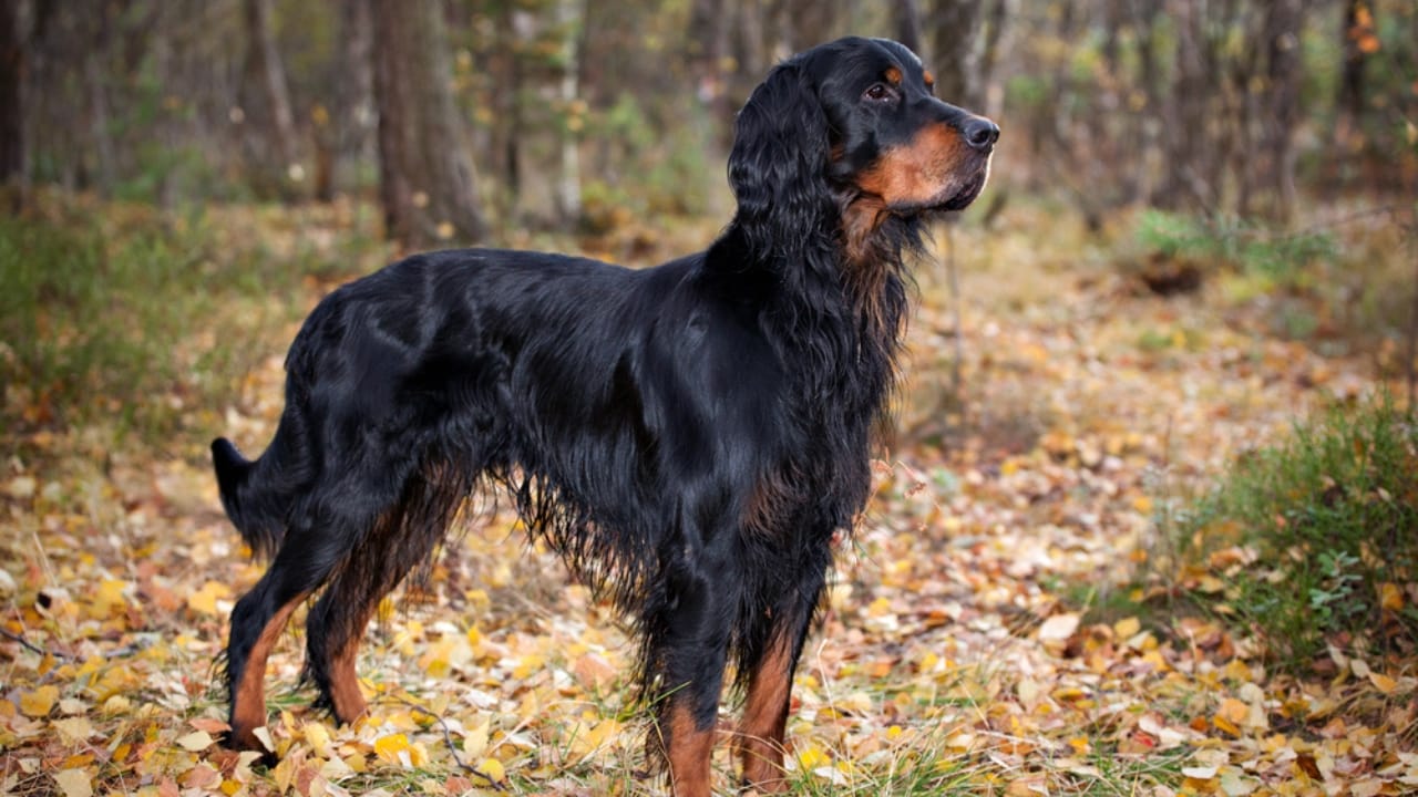 Meet the Gordon Setter: 10 Facts About the Breed Known for Its Royal ...
