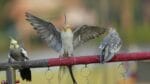 12 Stunning Gray Birds from Around the World