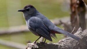 12 Stunning Gray Birds from Around the World