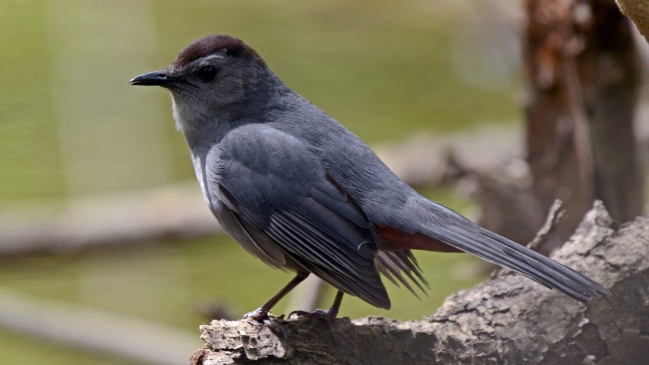 12 Stunning Gray Birds from Around the World