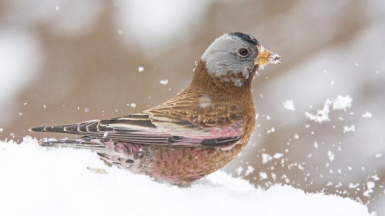12 Stunning Gray Birds from Around the World