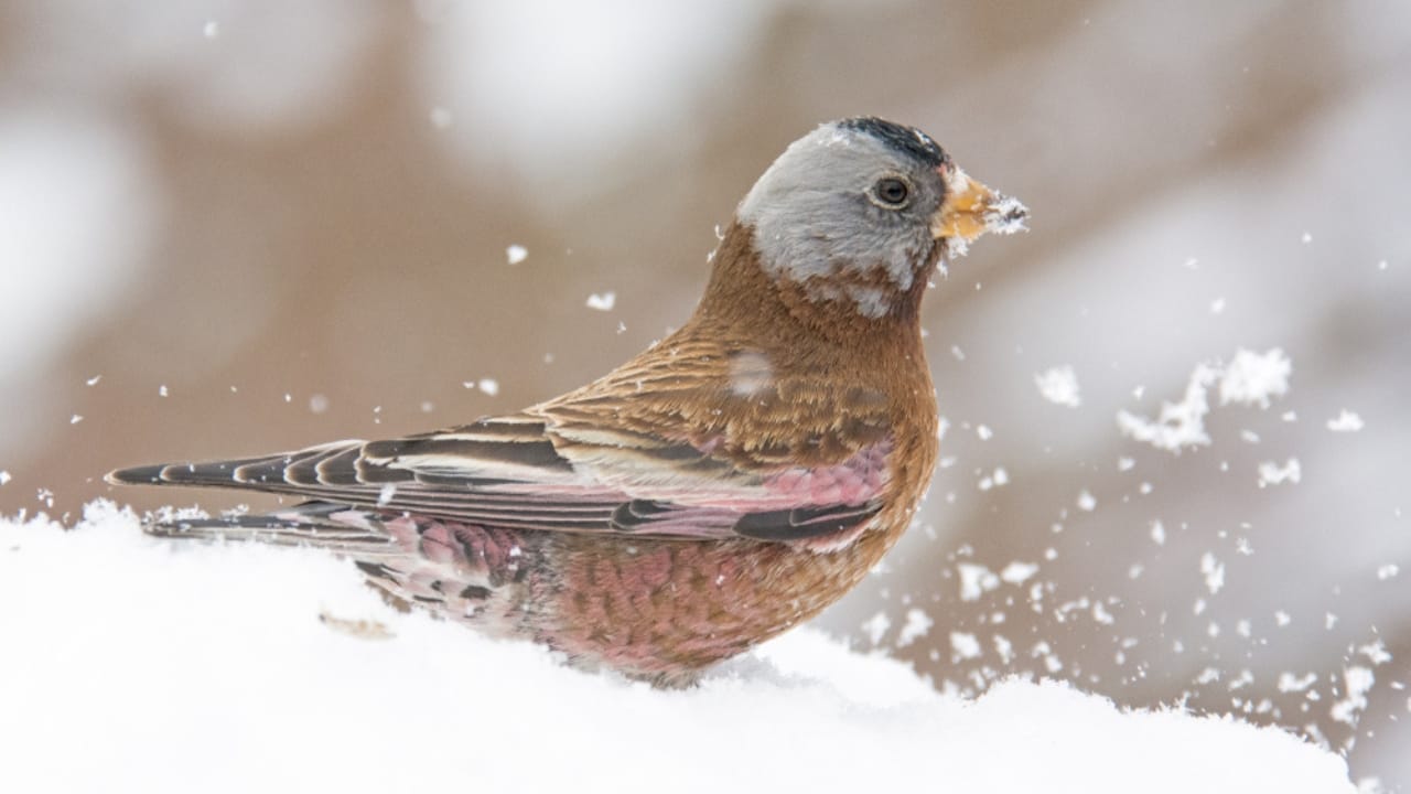 12 Stunning Gray Birds from Around the World
