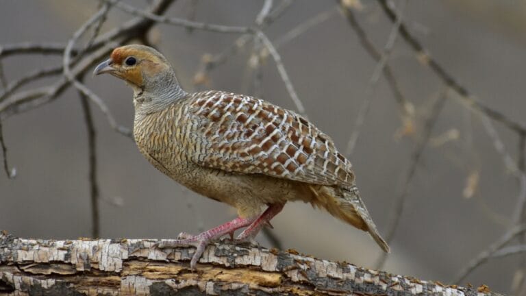 12 Stunning Gray Birds from Around the World