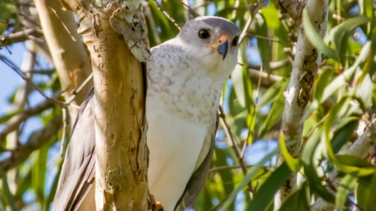 12 Stunning Gray Birds from Around the World