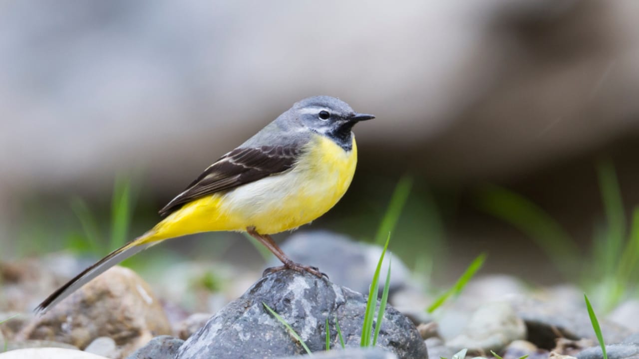 12 Stunning Gray Birds from Around the World