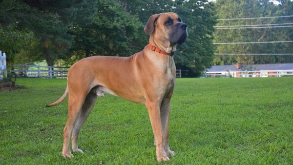 15 Dog Breeds So Intimidating They’ll Make Anyone Think Twice