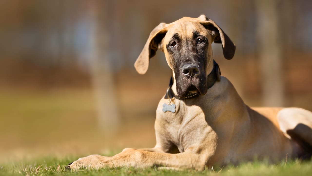 16 Mastiff Breeds That Prove Big Dogs Have Bigger Hearts