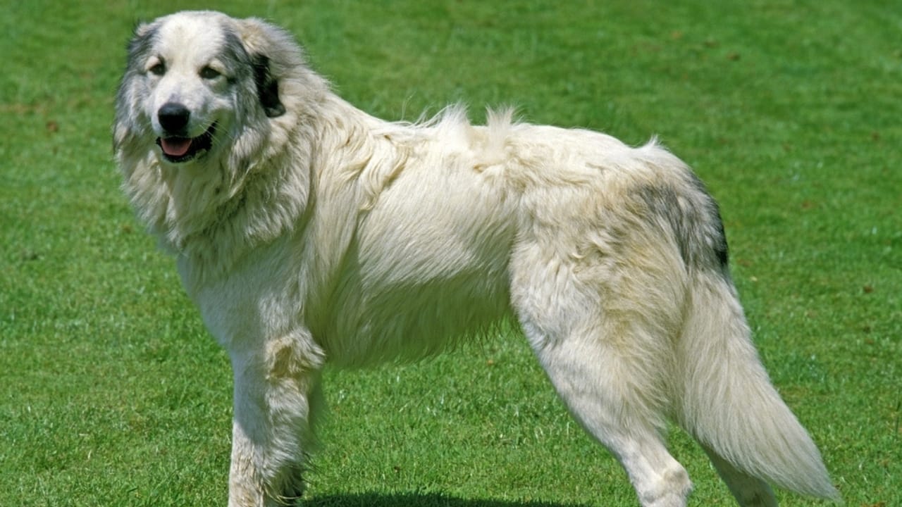 Why the Great Pyrenees is Renowned as the Premier Livestock Guardian ...