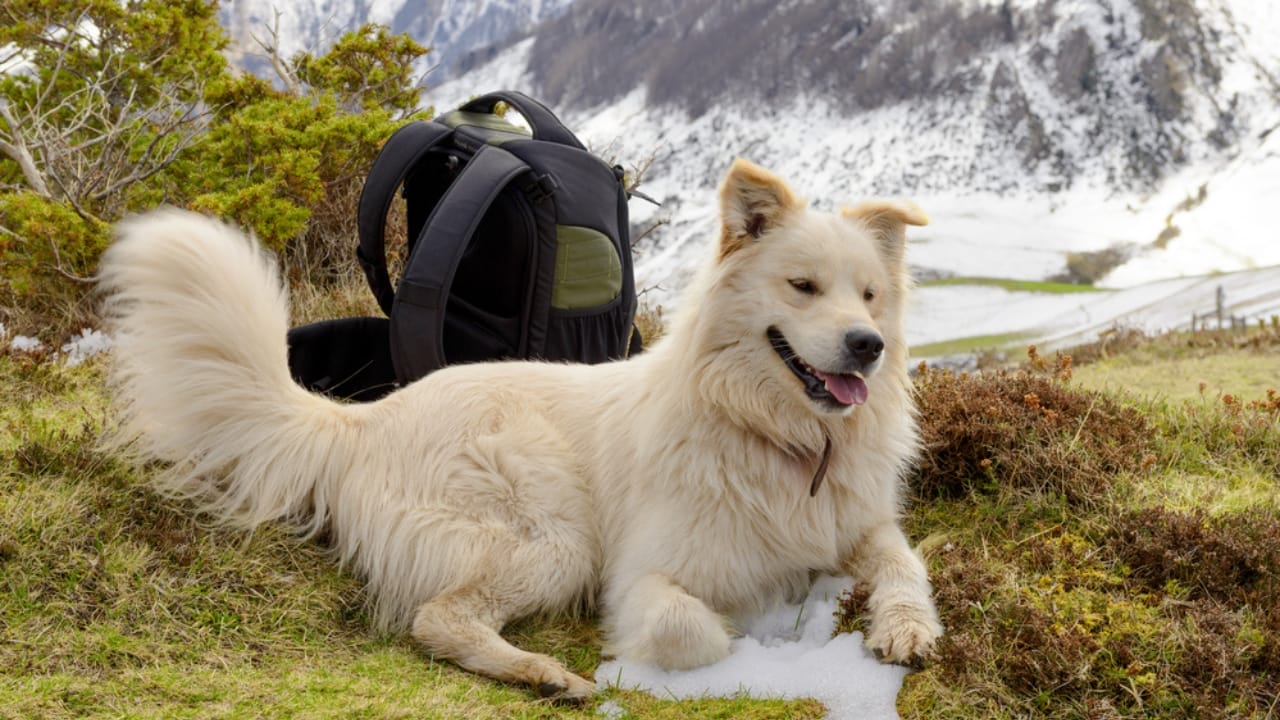 Why the Great Pyrenees is Renowned as the Premier Livestock Guardian ...