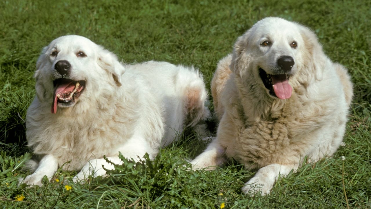 Why the Great Pyrenees is Renowned as the Premier Livestock Guardian ...