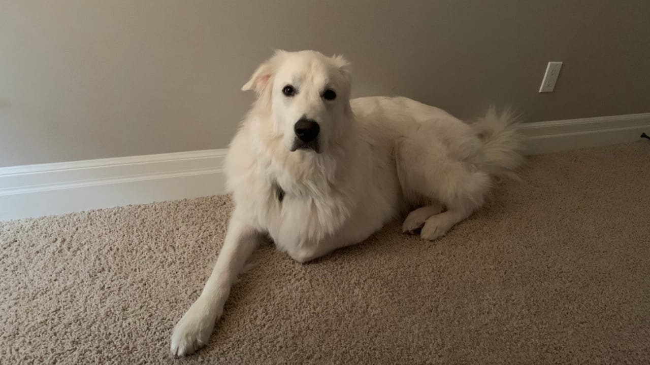 Why the Great Pyrenees is Renowned as the Premier Livestock Guardian ...