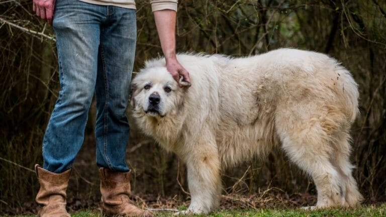 Why the Great Pyrenees is Renowned as the Premier Livestock Guardian ...