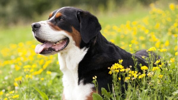 10 Things That Make Greater Swiss Mountain Dogs Truly Special