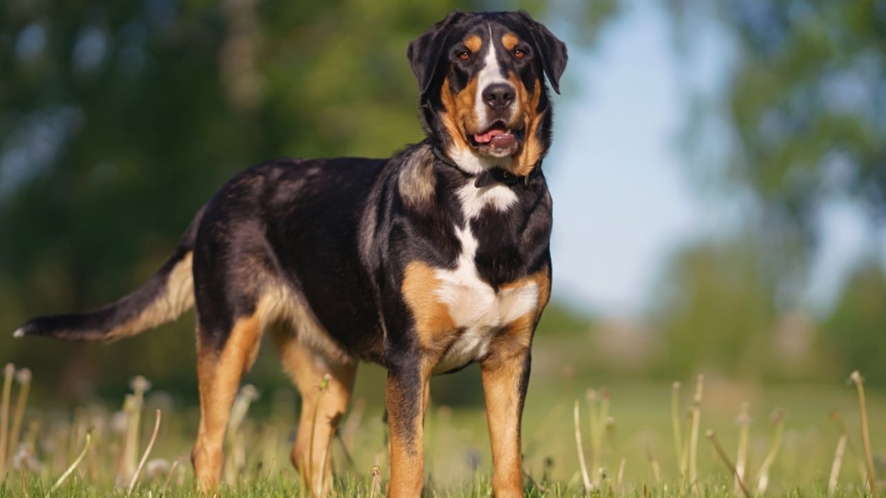 10 Majestic Mountain Dog Breeds You’ll Want in Your Life