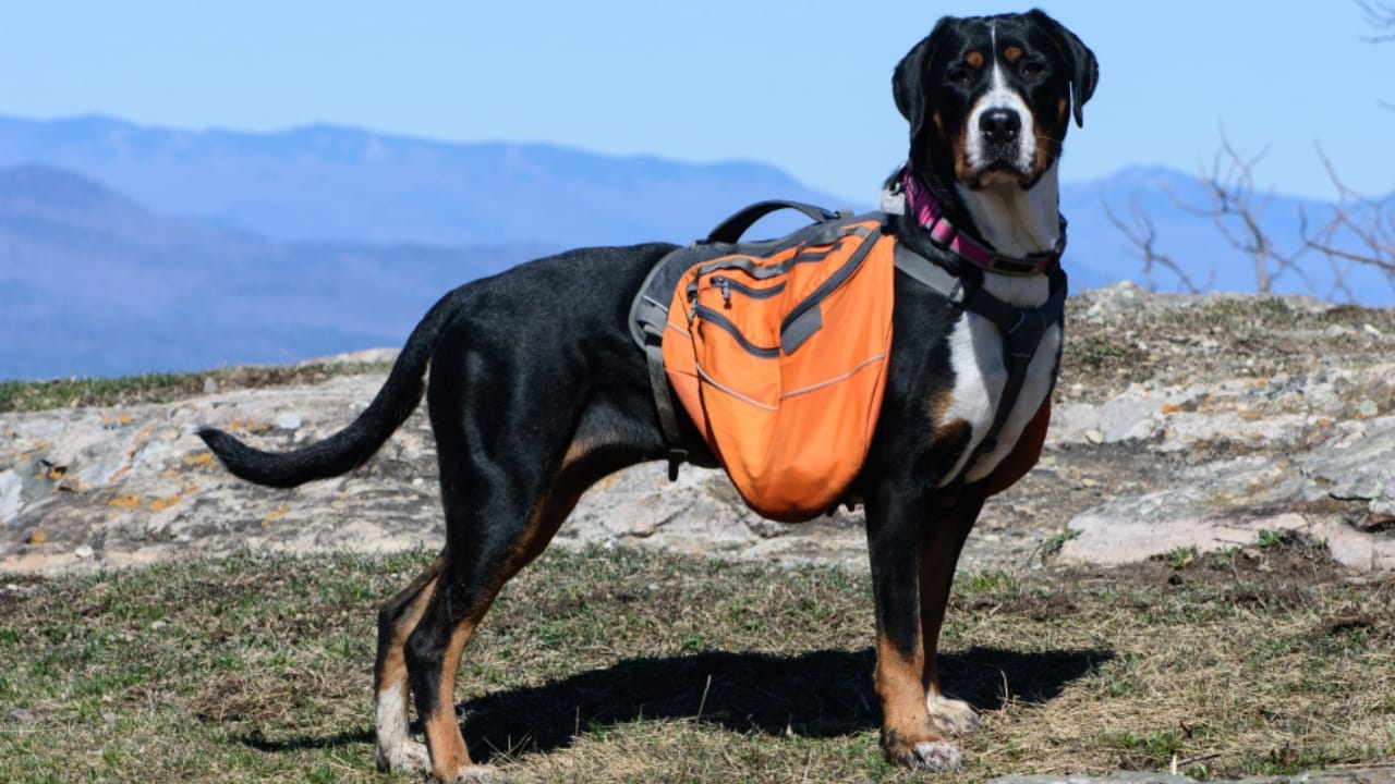 10 Things That Make Greater Swiss Mountain Dogs Truly Special