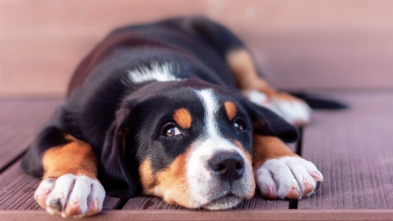 10 Things That Make Greater Swiss Mountain Dogs Truly Special