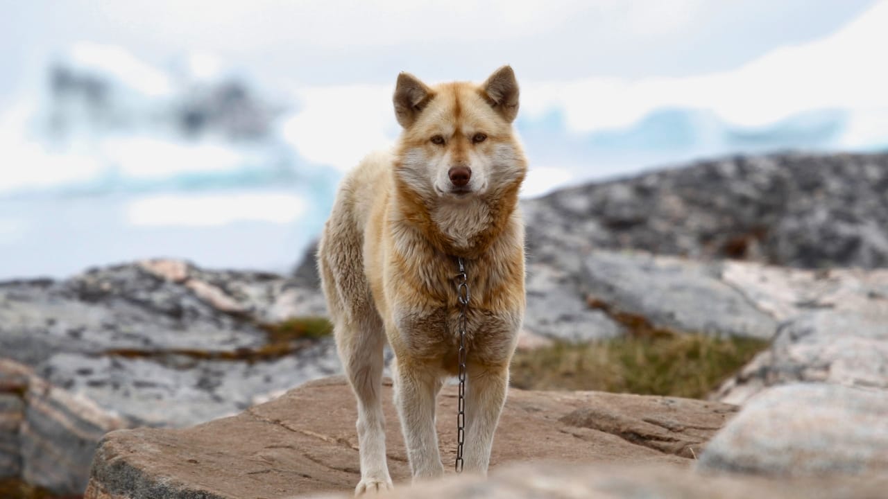 13 Wolf Dog Breeds Known for Their Wild Beauty