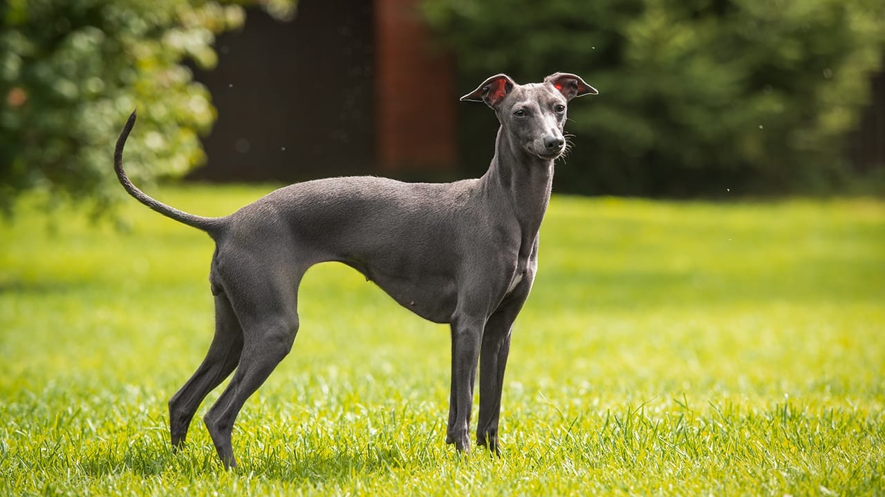 8 Fastest Dog Breeds & Their Speeds