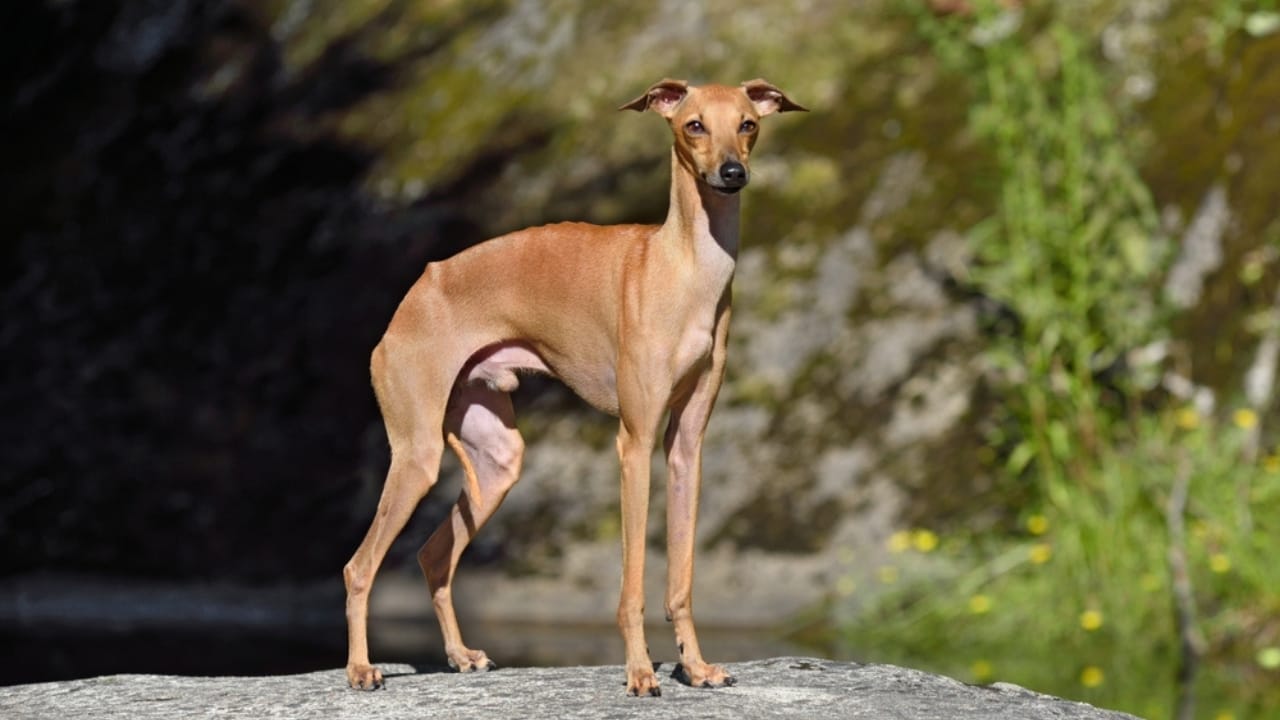 13 Best Dog Breeds for Seniors Who Appreciate Gentle, Affectionate Pets