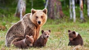 18 Wild Facts About Grizzly Bears