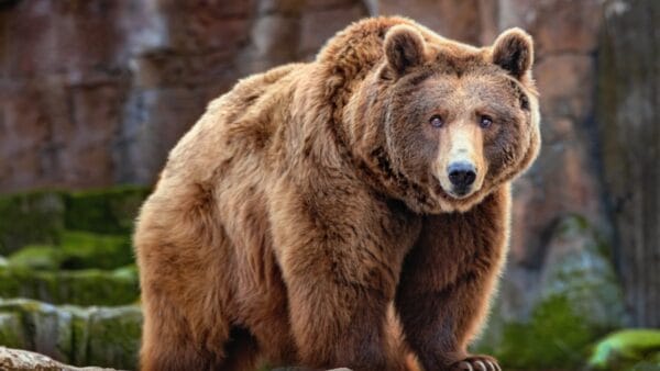 10 Stealthy Predators Hunting Hawks in the Wild