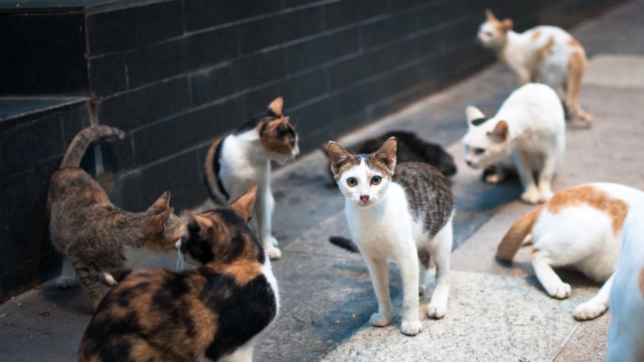 18 Astonishing Cat Facts That Challenge Everything You Thought You Knew