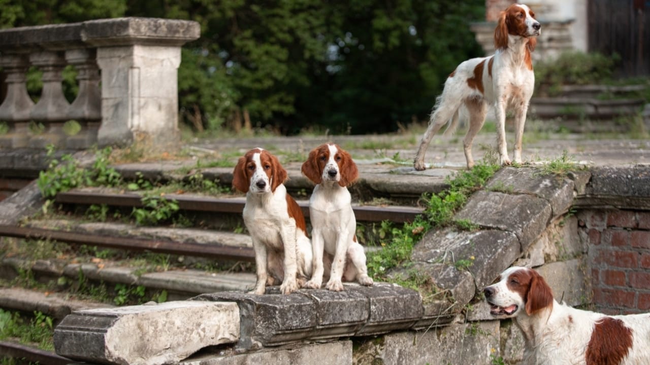 8 Things You Didn't Know About the Rare Irish Red & White Setter—With ...