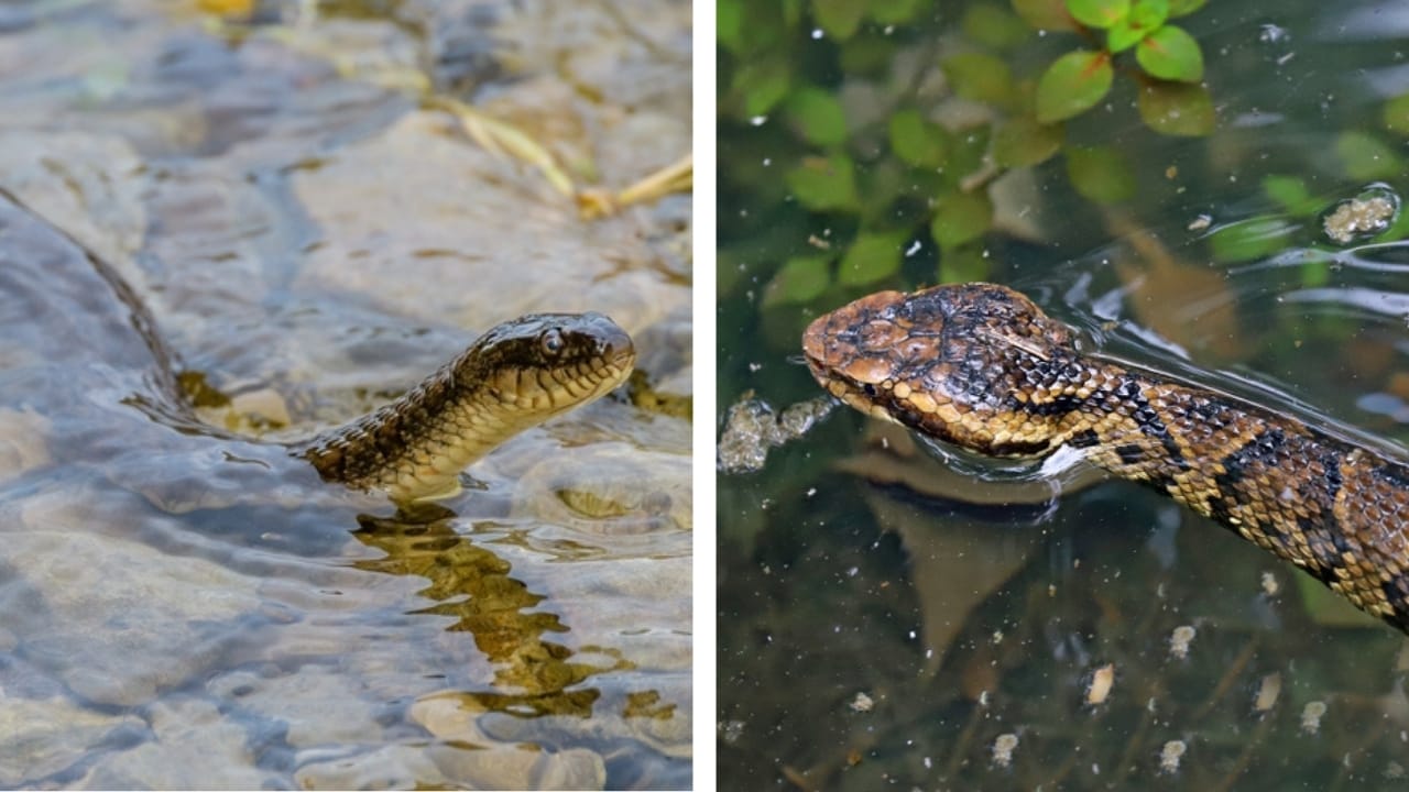 7 Simple Ways to Distinguish Watersnakes from Cottonmouths