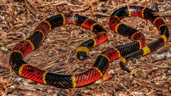 20 of the Most Colorful Snakes You'll Ever See