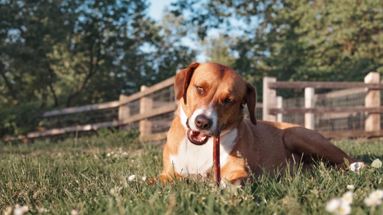 10 Enjoyable Ways Harrier Dogs Can Help You Stay Active & Fit