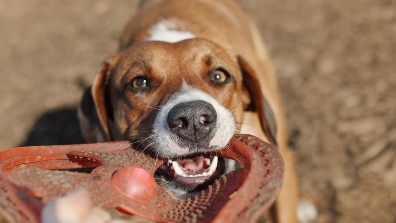 10 Enjoyable Ways Harrier Dogs Can Help You Stay Active & Fit
