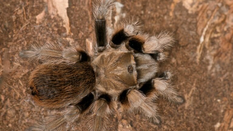 12 Colossal Spiders that Actually Exist in Real Life