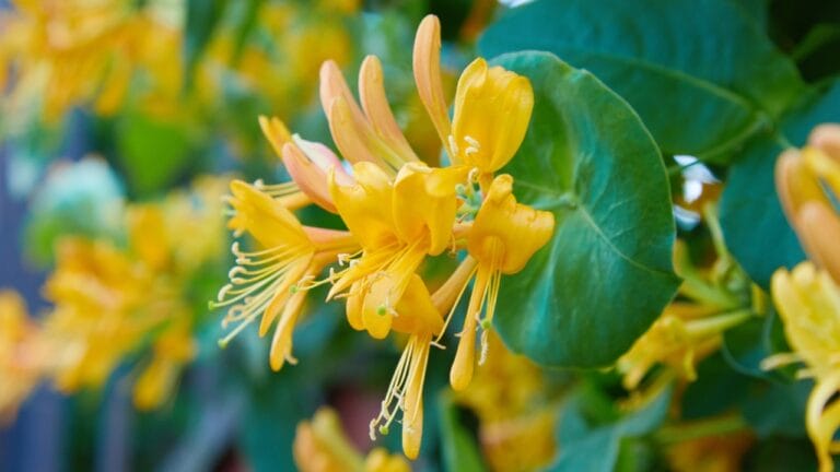 The Power of Honeysuckle: Exploring Its Edible & Medicinal Potential
