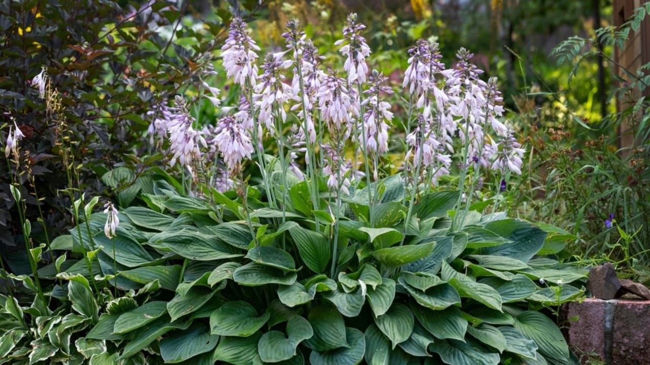 7 Common Mistakes to Avoid When Growing Hostas