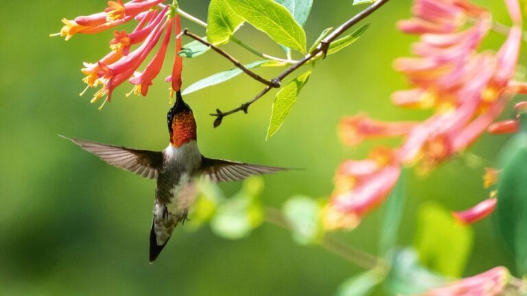 What Do Hummingbirds Eat? 8 Items on Their Menu