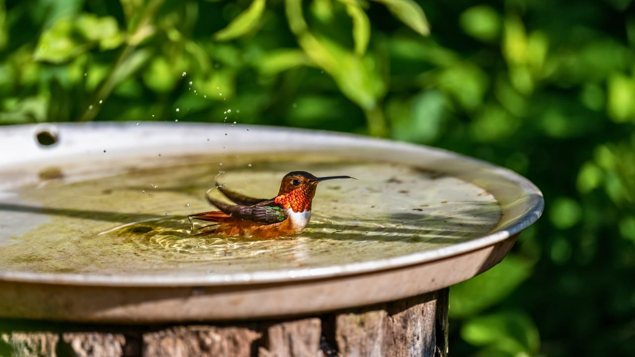 Attract More Hummingbirds with These 5 Bird Bath Tips